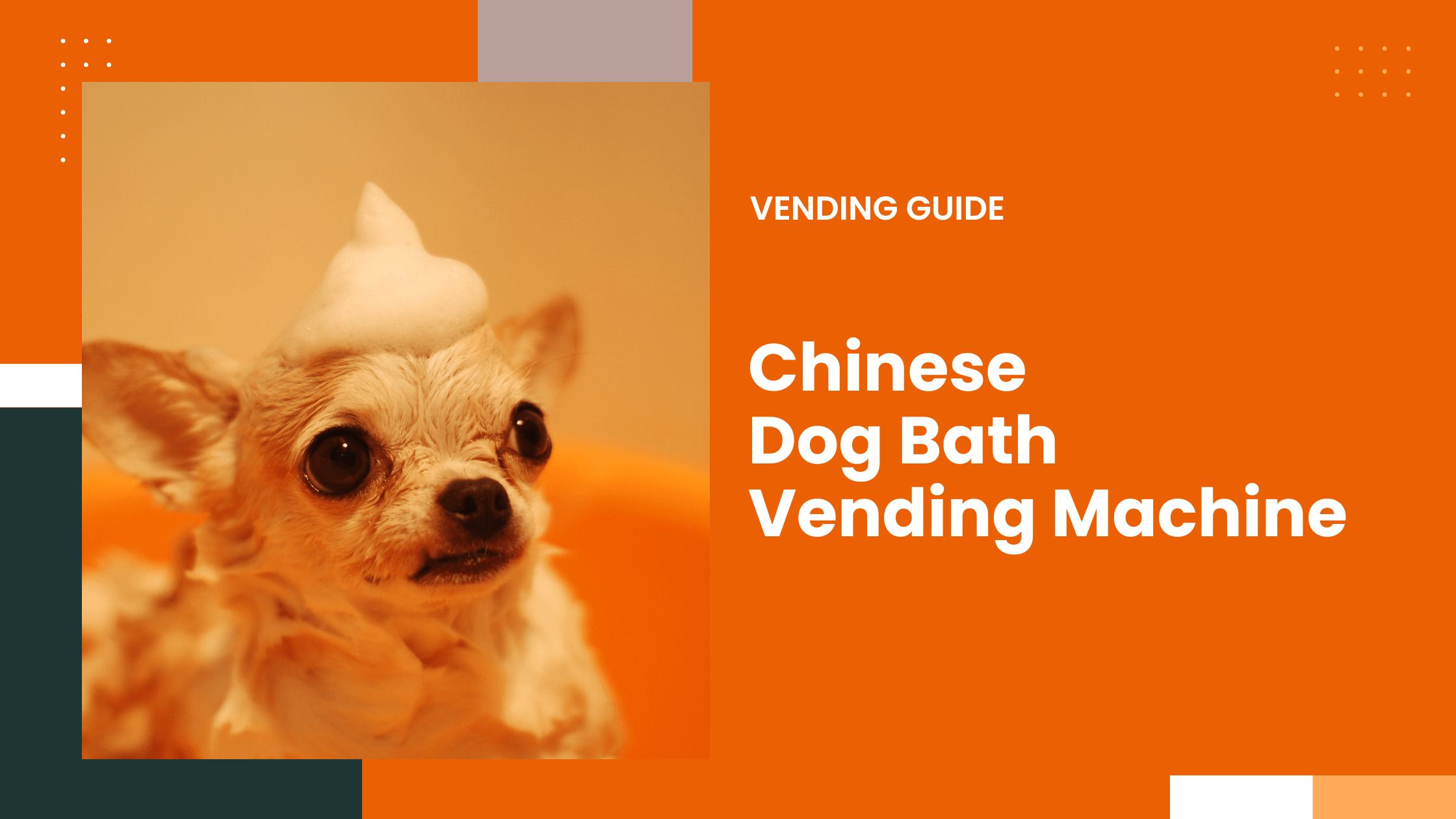 Chinese Dog Bath Vending Machine | Step-By-Step Tutorials
